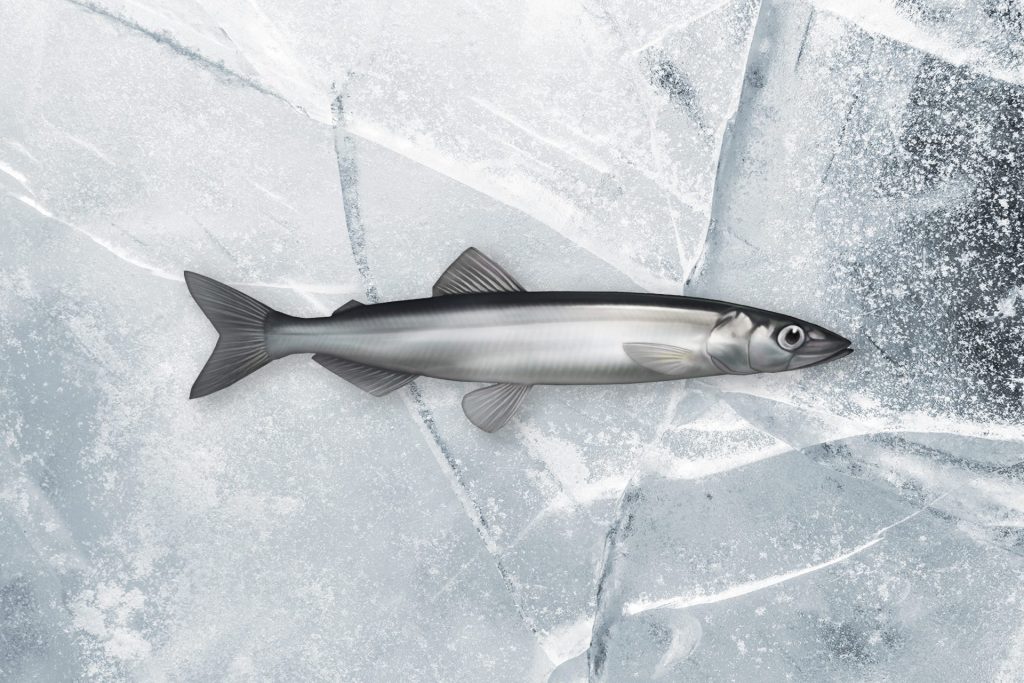 Capelin - IceMar