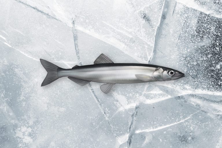 Capelin - IceMar