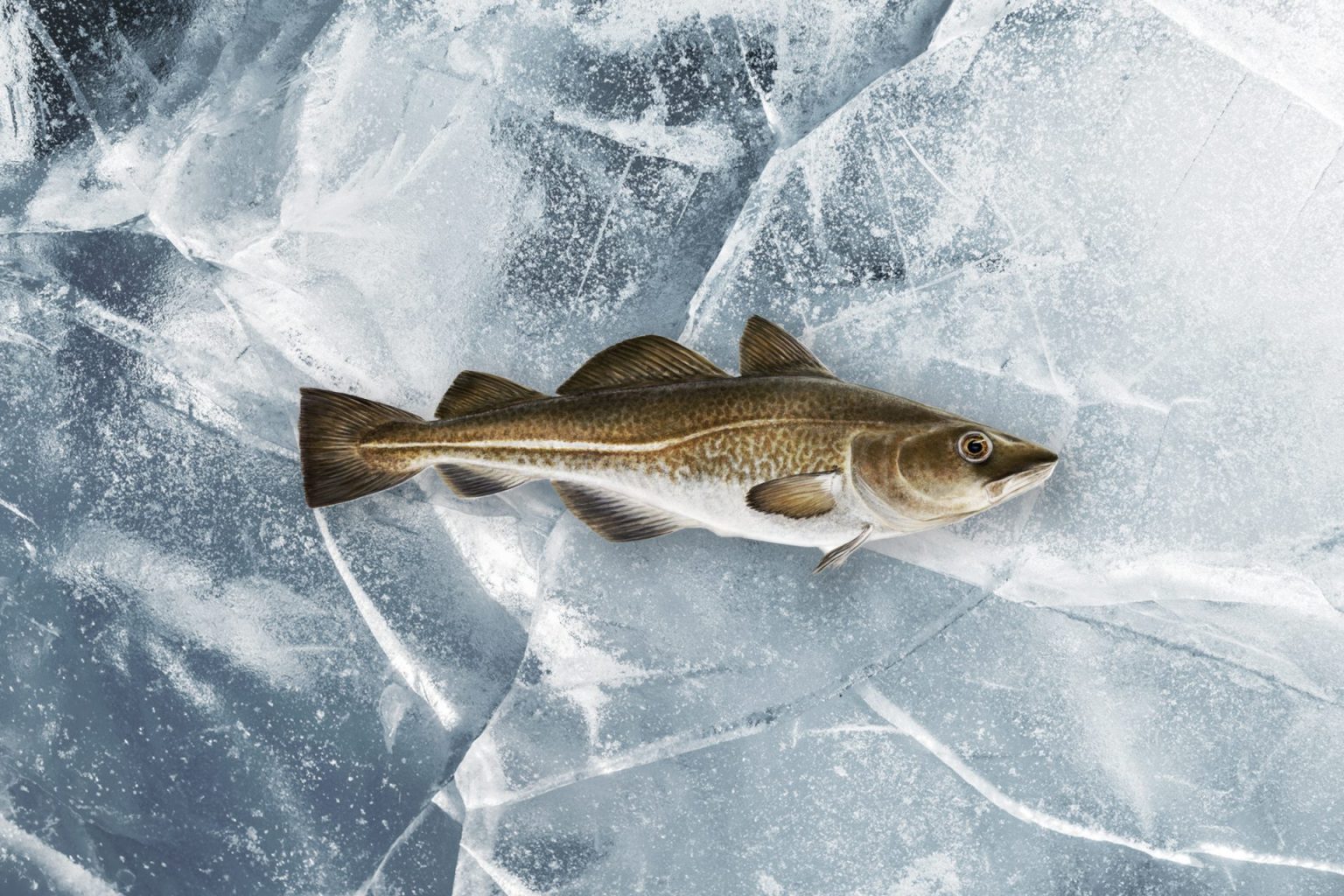 Atlantic cod - IceMar