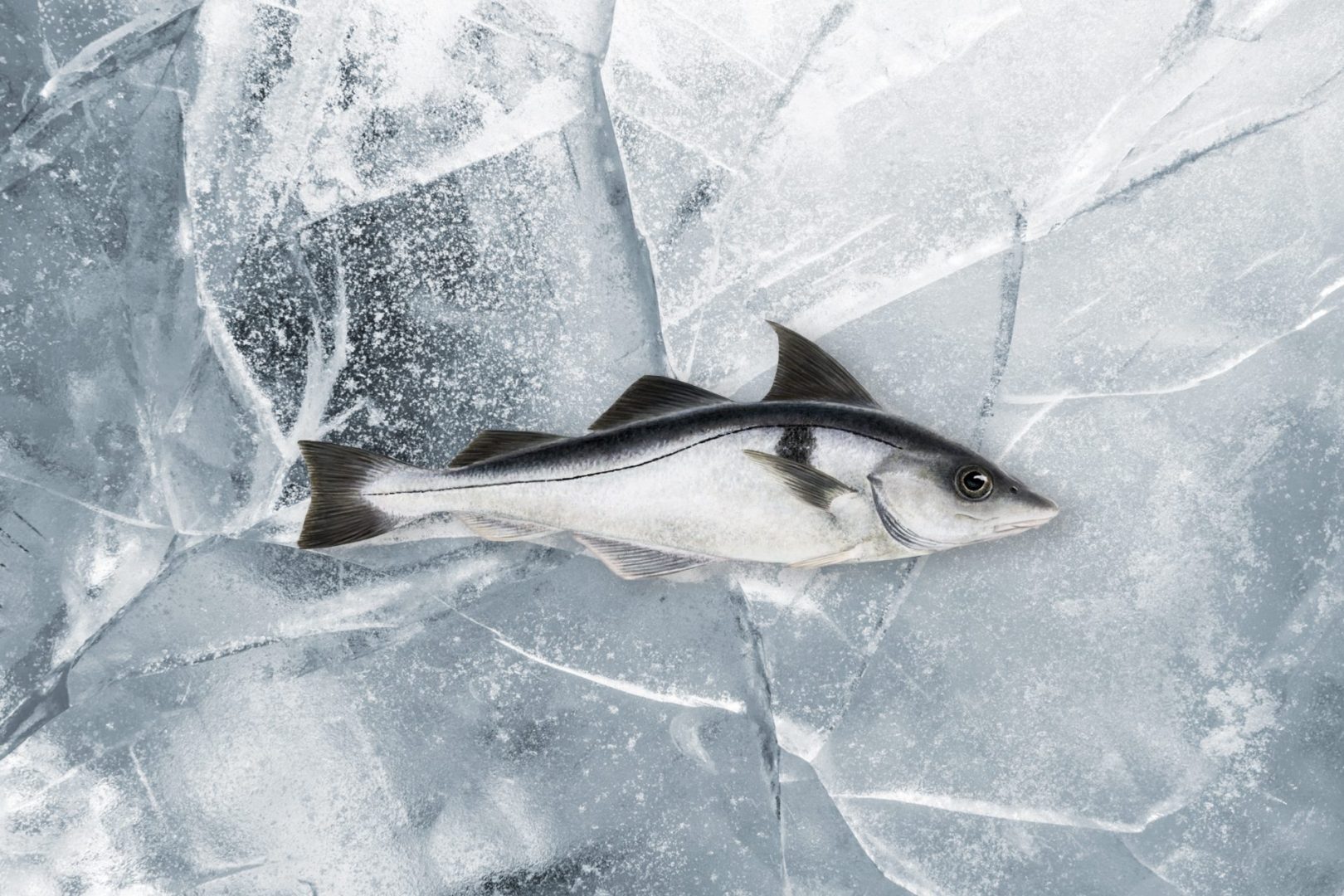 Sustainable fresh and frozen seafood - IceMar