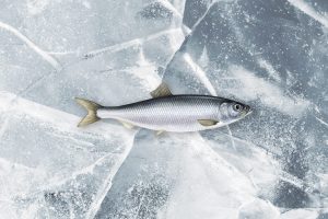 Atlantic Herring - IceMar