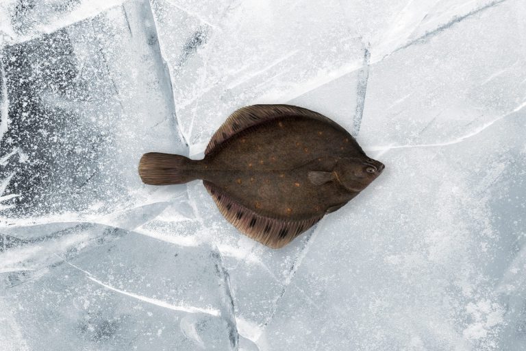 Plaice - IceMar