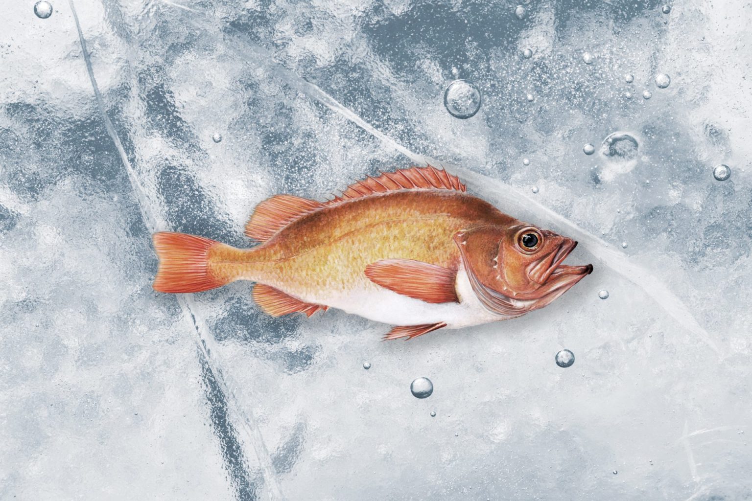 Sustainable fresh and frozen seafood - IceMar