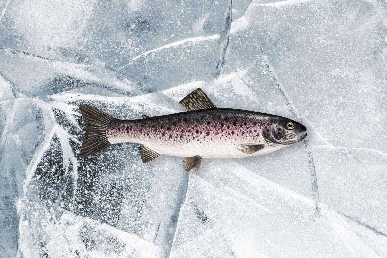 Farmed fish Archives - IceMar