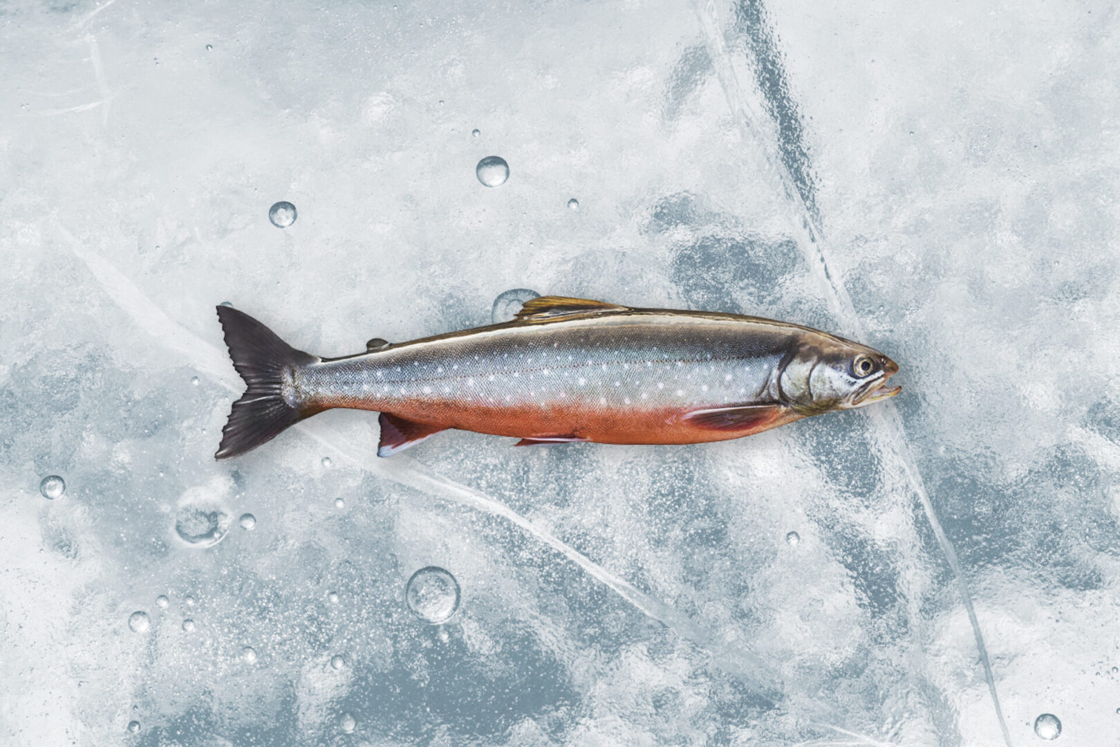 Arctic Char IceMar Arctic Char IceMar